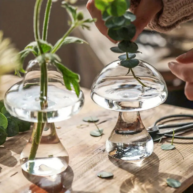 Modern Fungi – House Plant Paradise