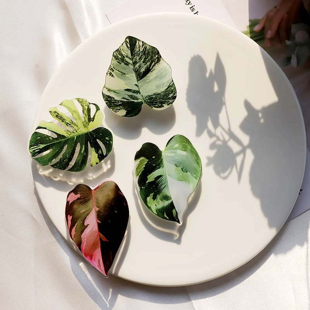 Plant Sockets – House Plant Paradise