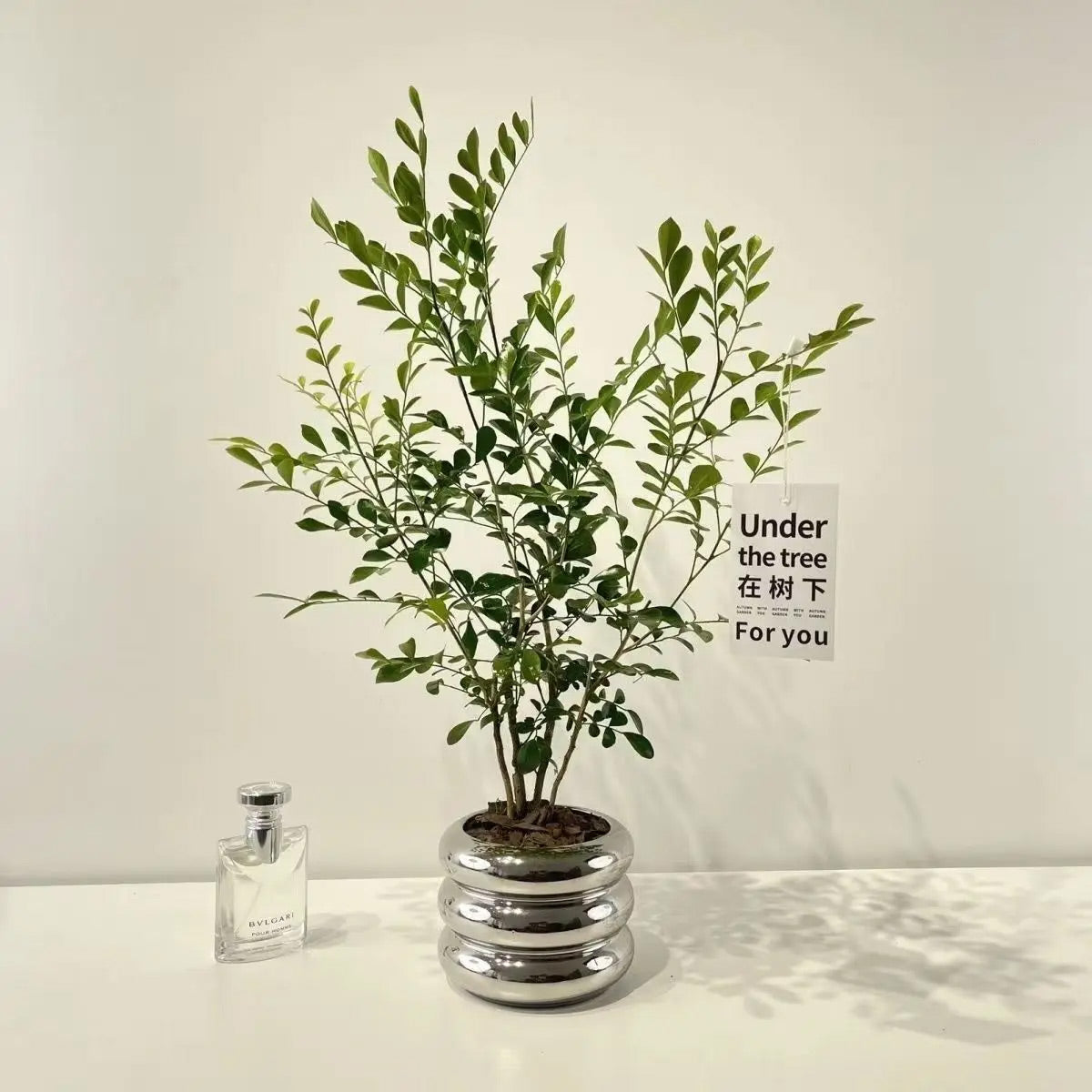 Stacking Chrome Planter – House Plant Paradise